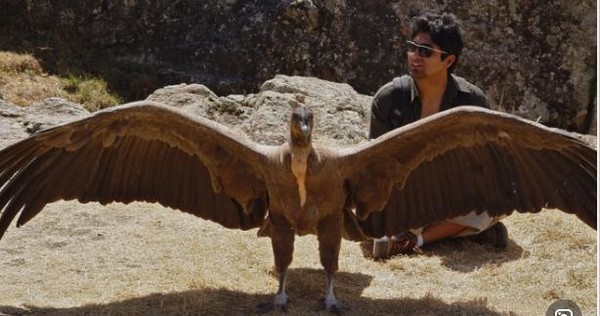 [전대길 CEO의 생각주머니] 콘도르(Condor), 타조(Ostrich), 피닉스(Phoenix)