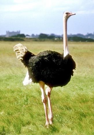 [전대길 CEO의 생각주머니] 콘도르(Condor), 타조(Ostrich), 피닉스(Phoenix)